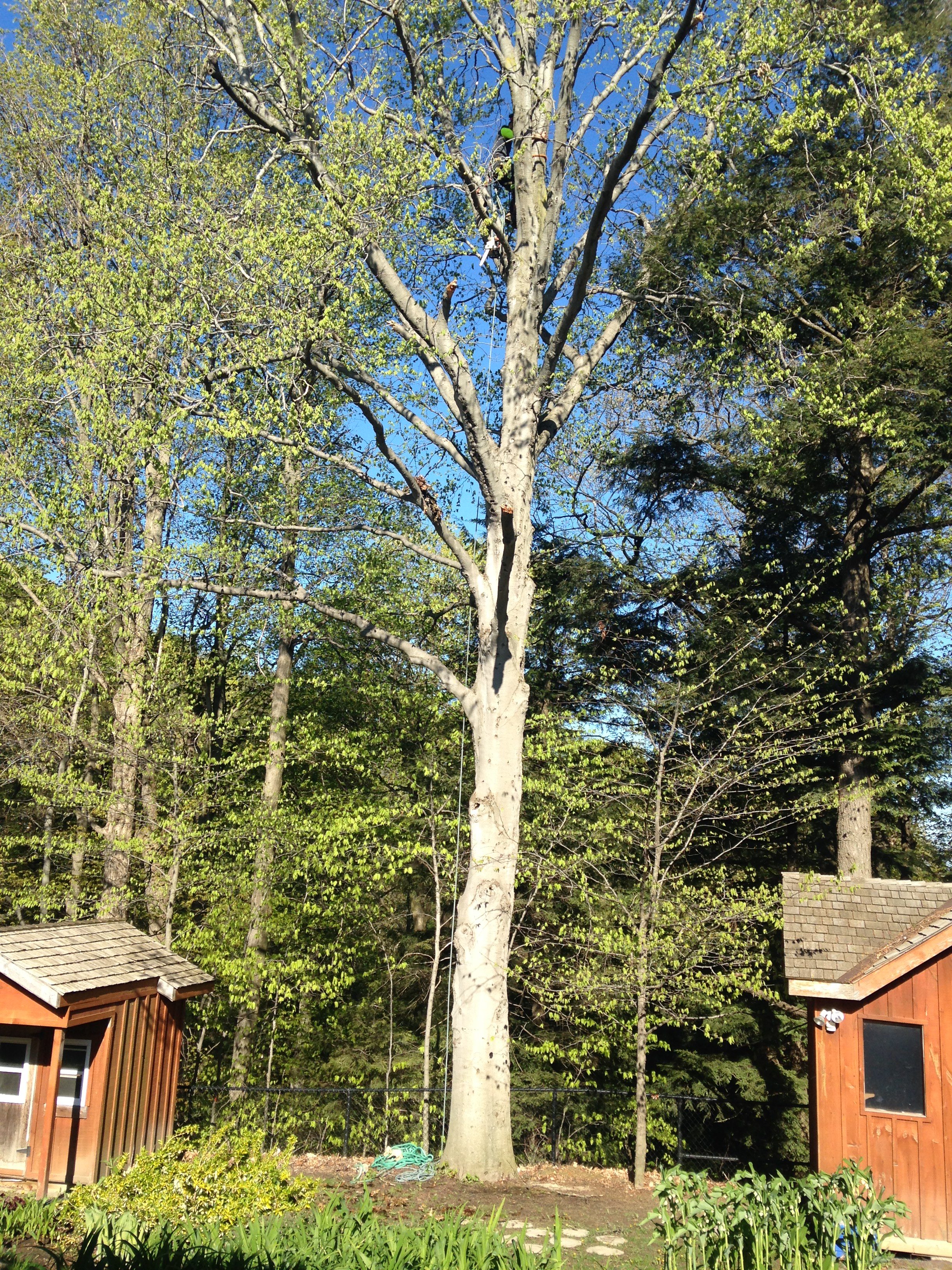 Gallery - Timberjack Tree Service